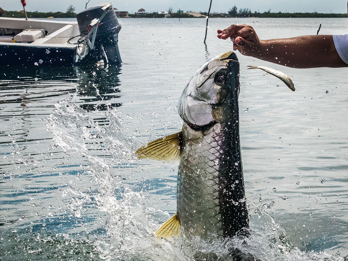 What is the Most Difficult Fish to Catch? | Razr Rodz | American Made ...